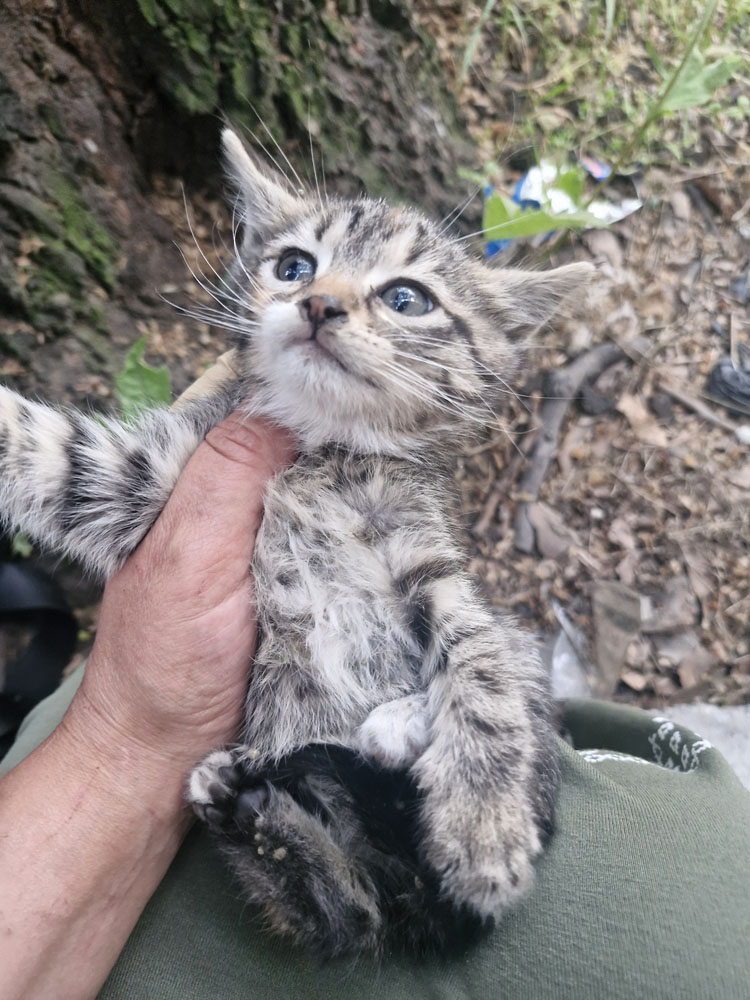 Joy und Nicca – Tierschutz-Team-Koeln e.V. | Katzen + Hunde Vermittlung